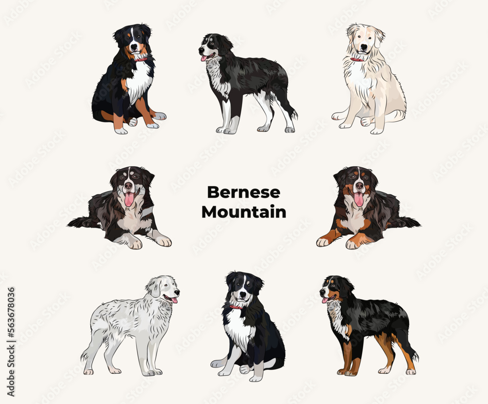Bernese Mountain colors. Cute dog characters in various poses, design ...