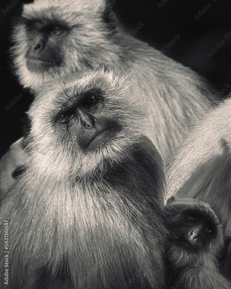 Indian Monkeys Langoor Stock Photo | Adobe Stock