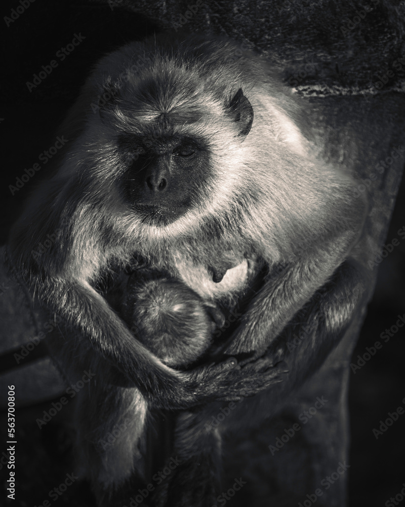 Indian Monkeys Langoor Stock Photo | Adobe Stock