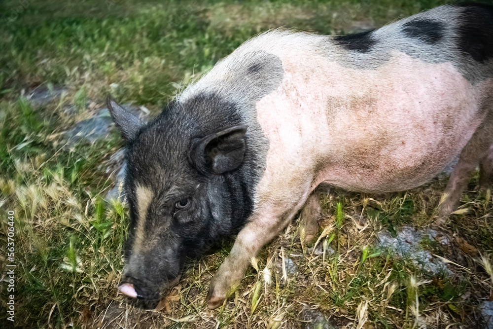 Dwarf Vietnamese pot-bellied black-and-white mini pig stands on a ...