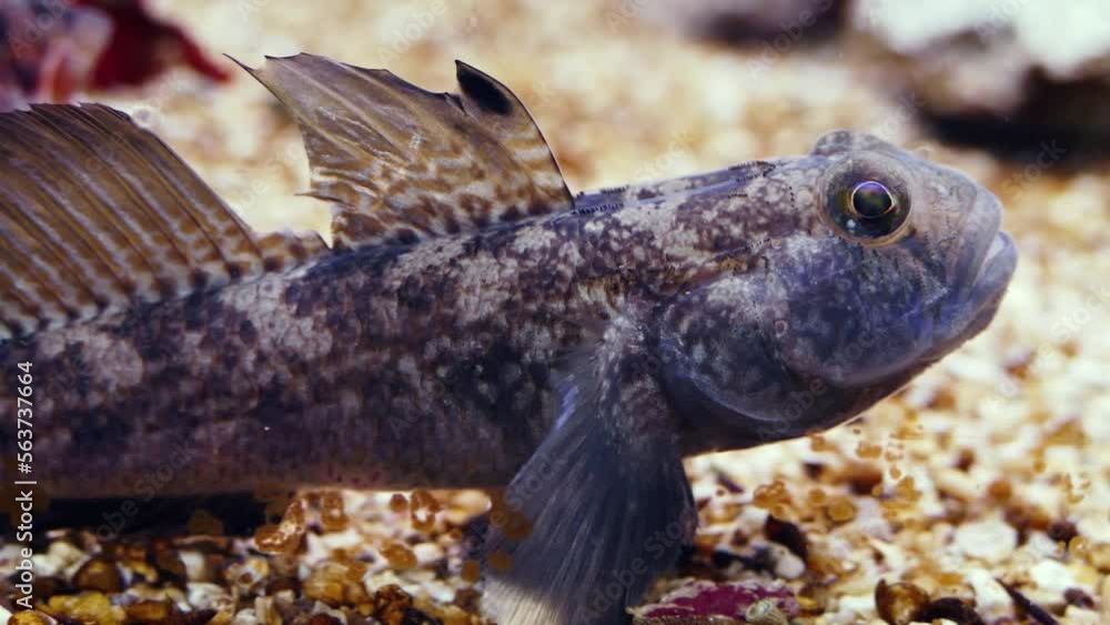A species of Adriatic goby, probably rock goby (Gobius paganellus ...