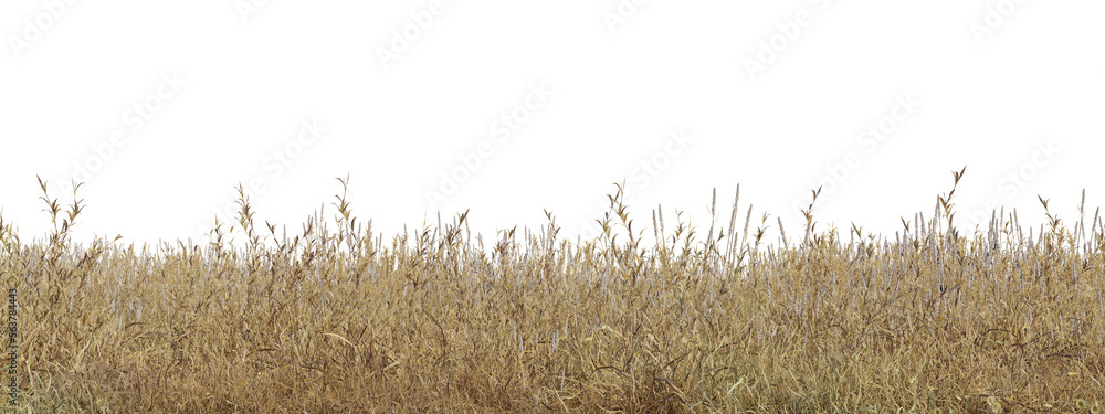Dry Grass Field Background
