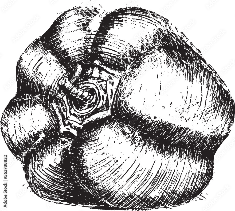 Bell pepper hand-drawn etching sketch in vector, and ink drawing Stock ...