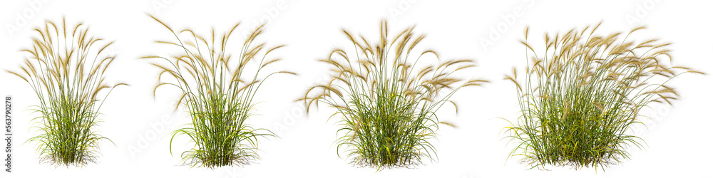 Cutout meadow grass field shape transparent backgrounds 3d rendering ...