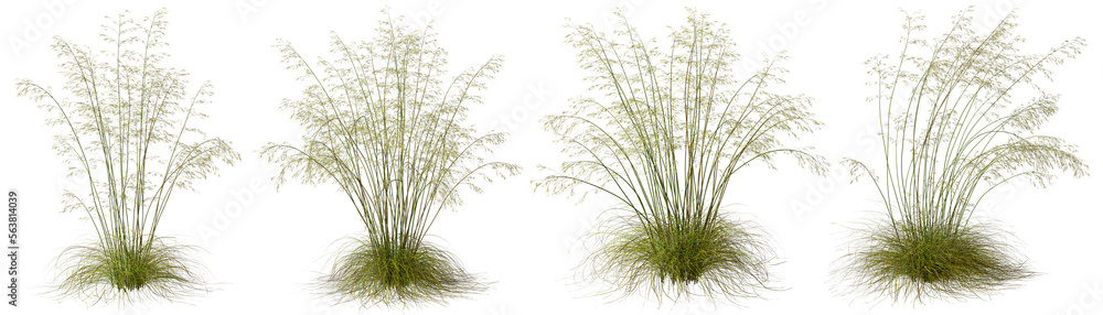Meadow grassy shapes nature cut out backgrounds 3d rendering png file ...