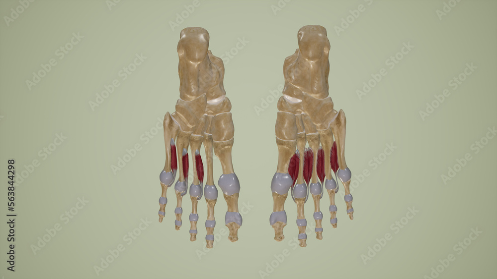 Medically Illustration of Dorsal and Plantar Interosseous Muscles Stock ...