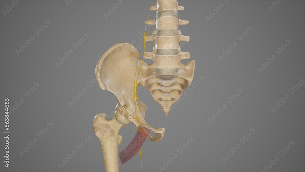 Anatomy of Accessory Obturator Nerve Stock Illustration | Adobe Stock