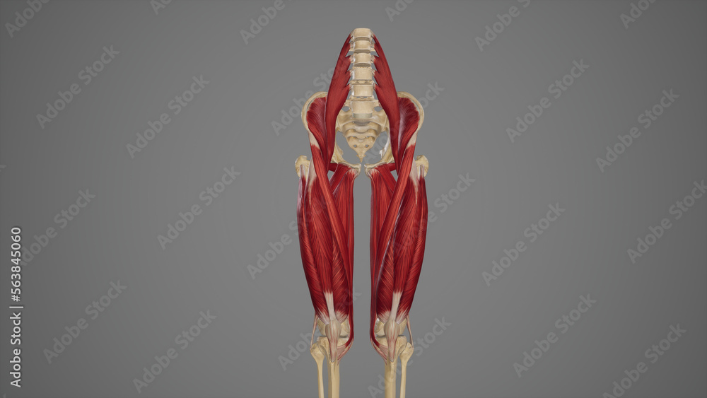 Anterior View of Anterior Thigh Muscles Stock Illustration | Adobe Stock