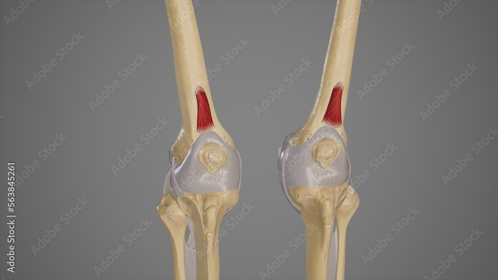 Medical Illustration of Articularis Genus Muscle Stock Illustration ...