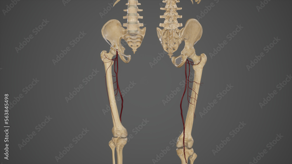 Anterior and Posterior View of Profunda Femoris Artery and Its Branches ...