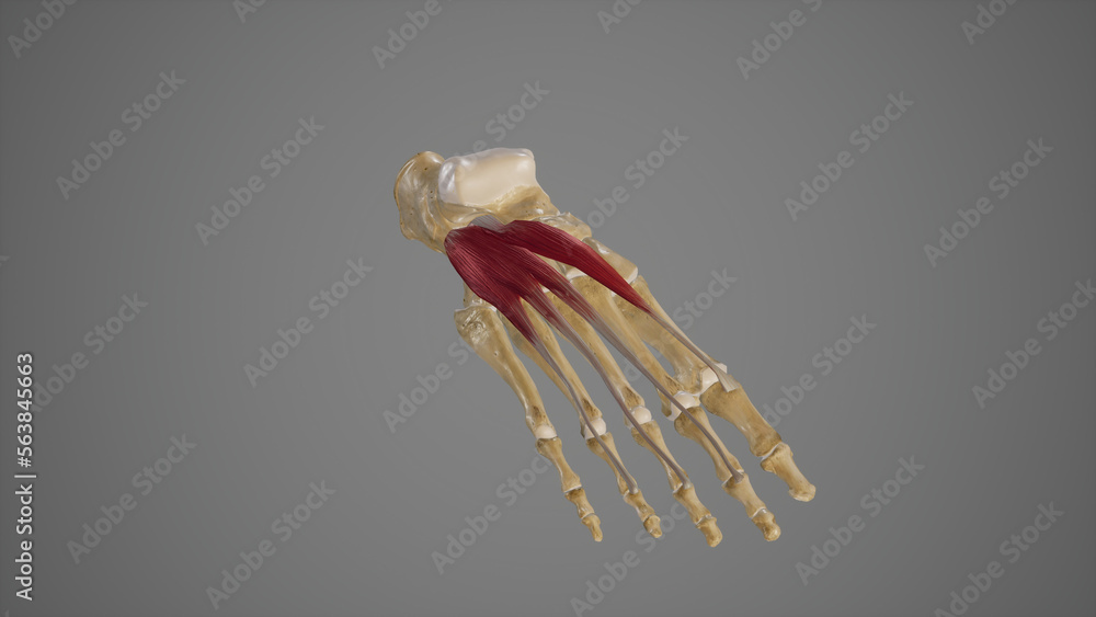 Extensor Muscles of Foot Stock Illustration | Adobe Stock