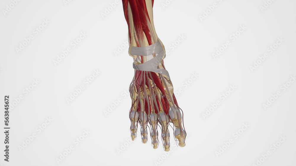 Extensor Retinaculum of Foot Stock Illustration | Adobe Stock