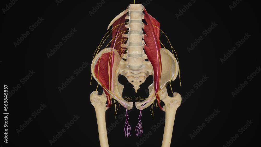 Genital Branch of Genitofemoral Nerve.3d rendering Stock Illustration ...