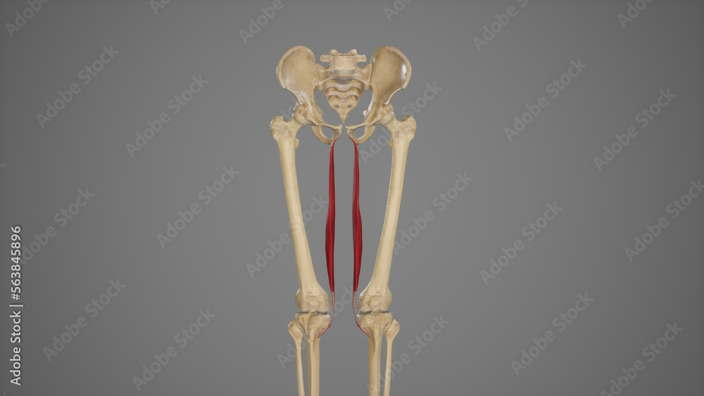 Medical Illustration of Gracilis Muscle Stock Illustration | Adobe Stock