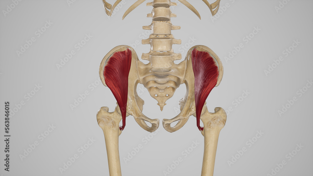 Medical Illustration of Iliacus Muscle Stock Illustration | Adobe Stock