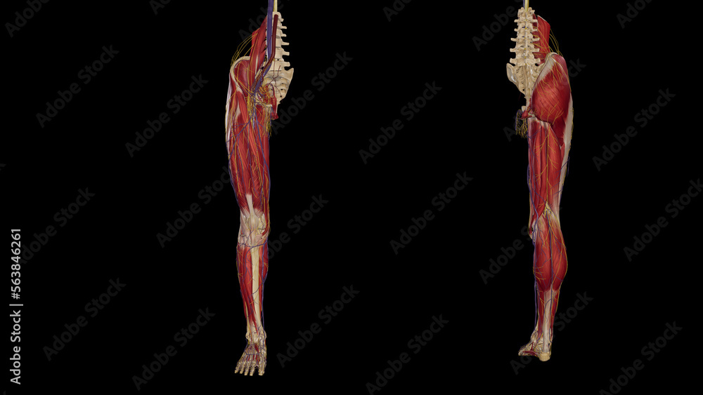 Lower limb with muscles, blood vessels and nerves anterior and ...