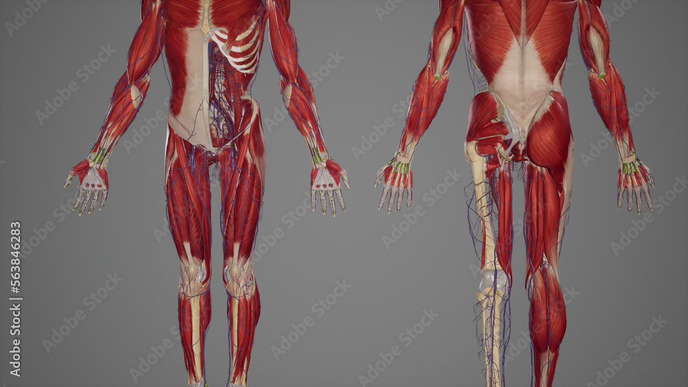 Lower limb anatomy, skeletal, muscular and cardiovascular systems, with ...