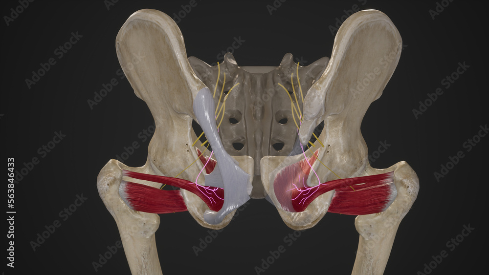 Nerve To Obturator Internus Stock Illustration | Adobe Stock