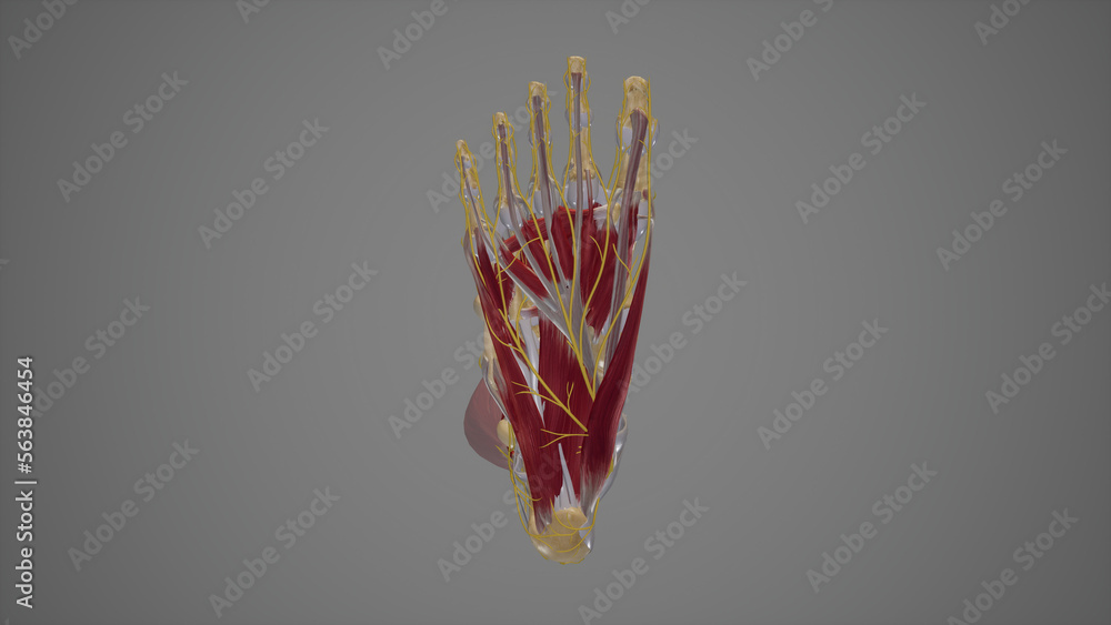 Anatomical Illustration of Nerves of Foot Stock Illustration | Adobe Stock