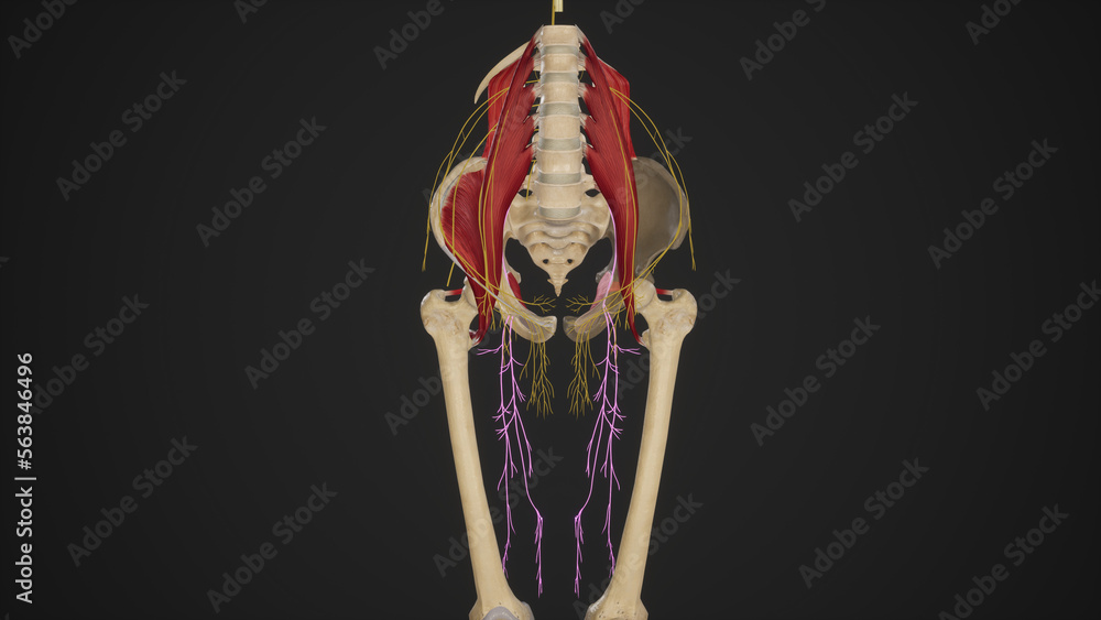 Anatomical Illustration of Obturator Nerve Stock Illustration | Adobe Stock