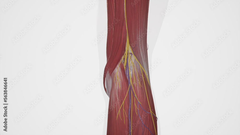 Anatomical Illustration of Popliteal Fossa Stock Illustration | Adobe Stock