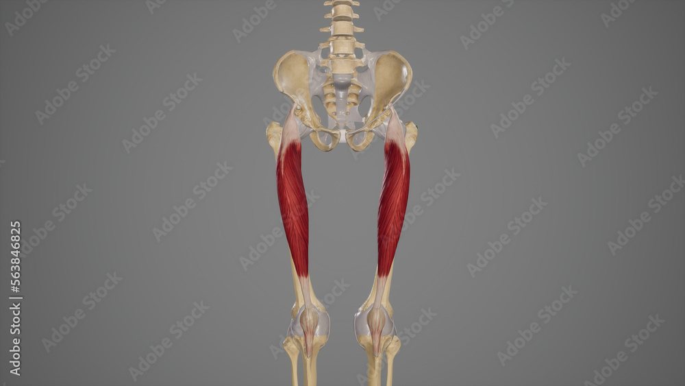 Medical Illustration of Rectus Femoris Muscle Stock Illustration ...