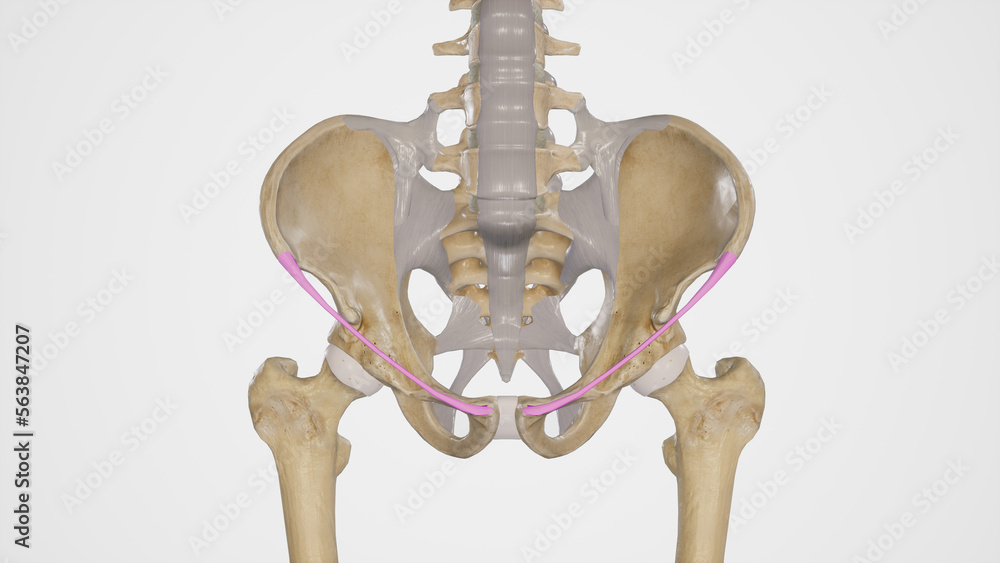 medical accurate illustration of the inguinal ligament Stock ...