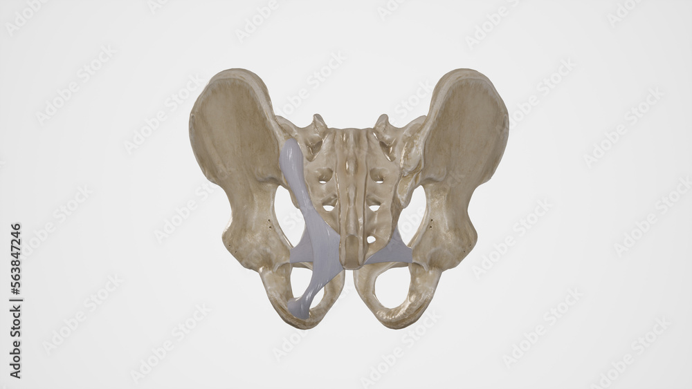 Medical Illustration of Sacrotuberous and Sacrospinous Ligaments Stock ...