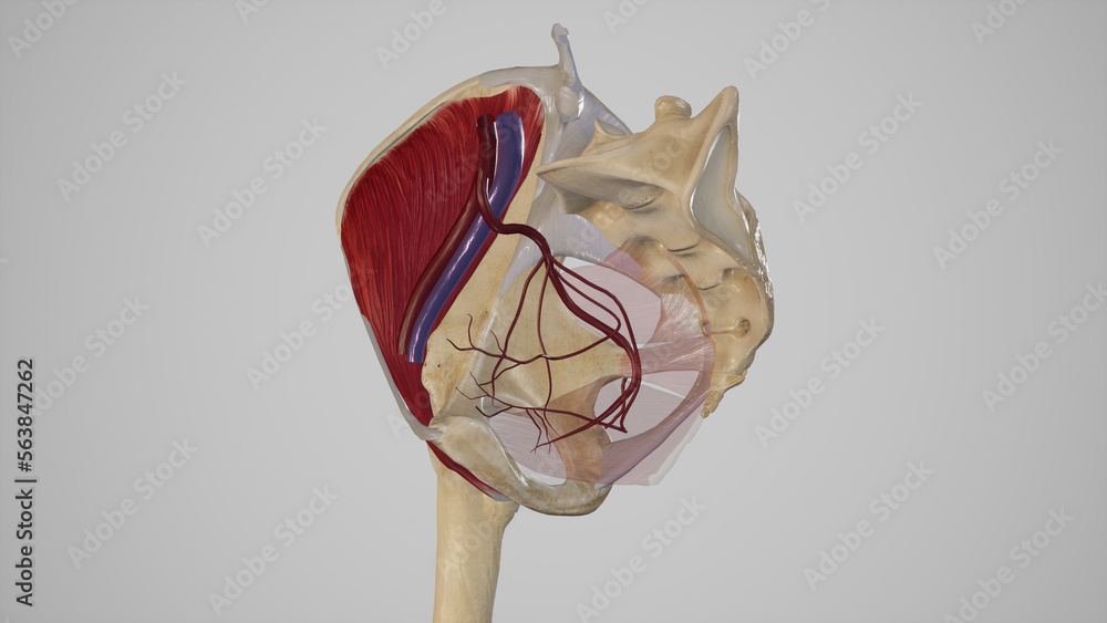 Branches of Anterior Trunk of Internal Iliac Artery Stock Illustration ...