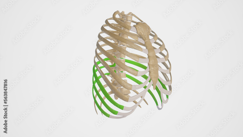 Medical Illustration of Rib Cage with Colored False Ribs on white ...