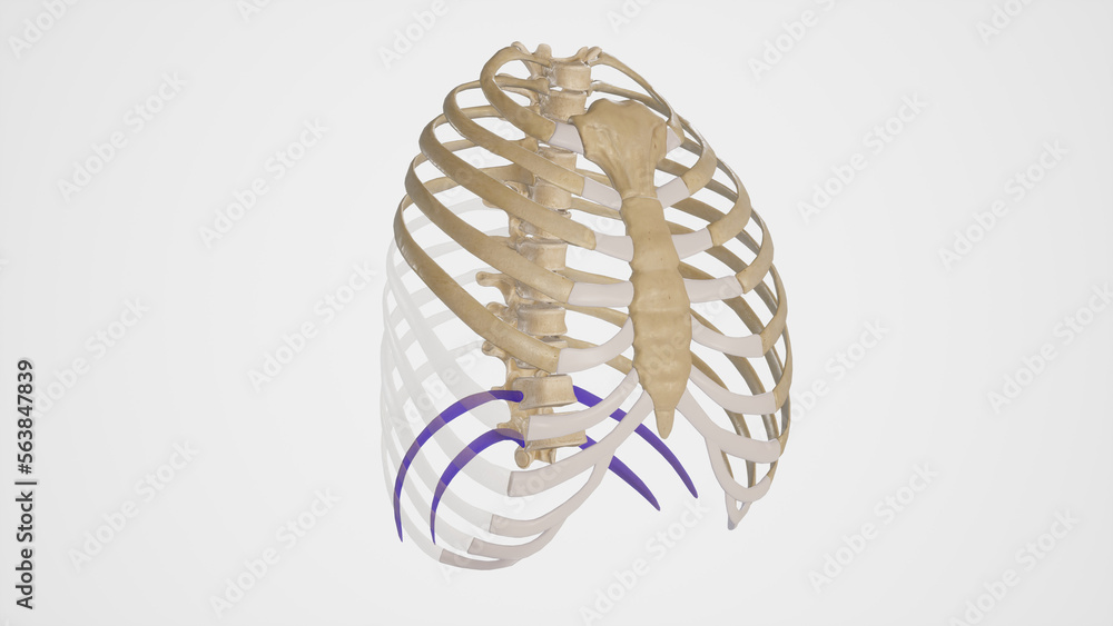 Medical Illustration of Rib Cage with Colored Floating Ribs on white ...