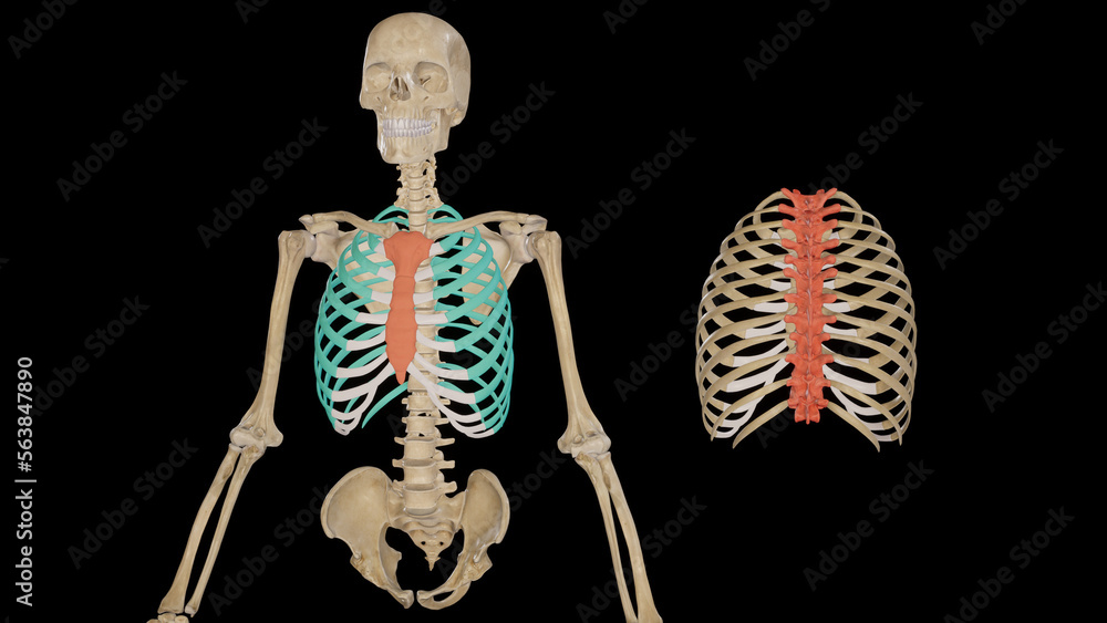 Medical Illustration of Rib Cage,Front and Isolated Back View of Black ...