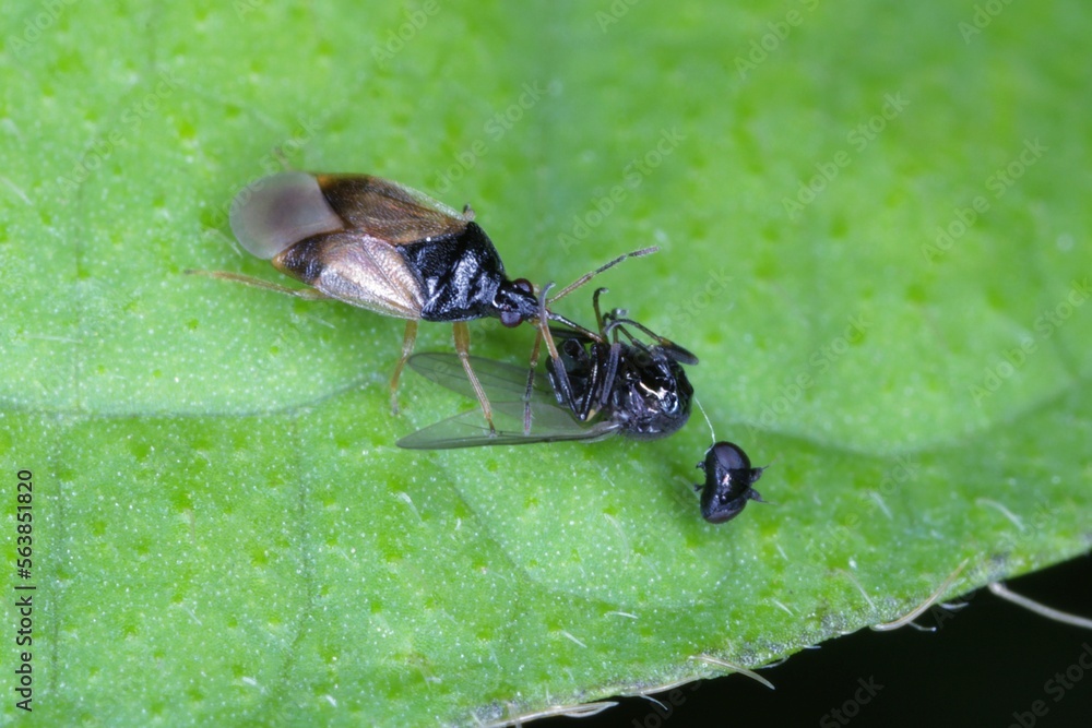 Minute pirate bugs or called flower bugs (Anthocoridae) is a family of ...