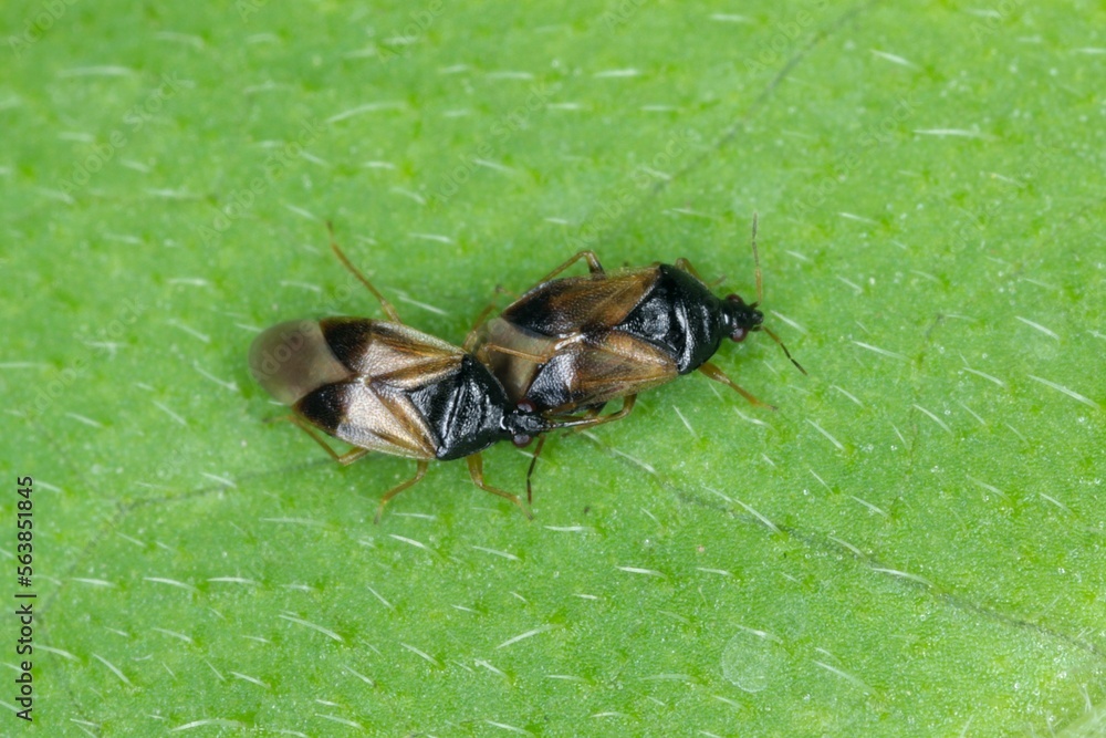 Minute pirate bugs or called flower bugs (Anthocoridae) is a family of ...