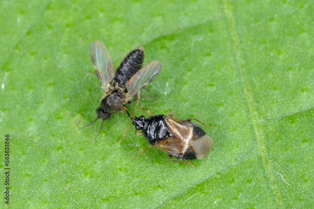 Minute pirate bugs or called flower bugs (Anthocoridae) is a family of ...