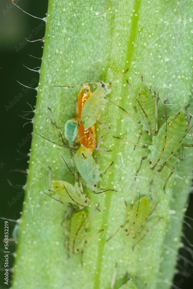larva of an Aphidoletes aphidimyza (commonly referred to as the aphid ...