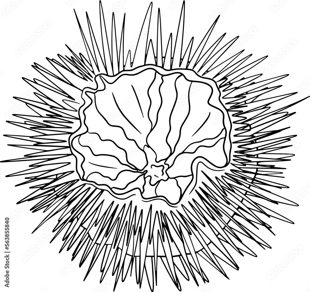 Sea urchin. Hand drawn underwater creatures. Vector sea life, seafood ...