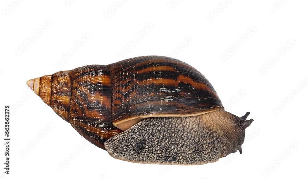 Adult size frican Giant Ghanese snail aka Giant African snail, Giant ...
