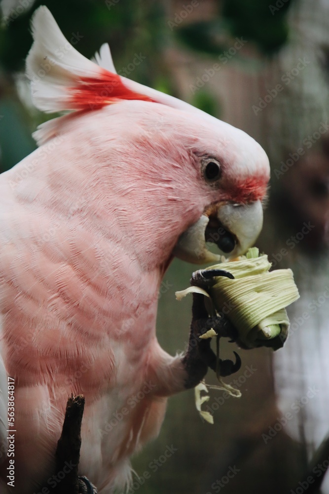 Major Mitchell's cockatoo closeup also known as also known as ...