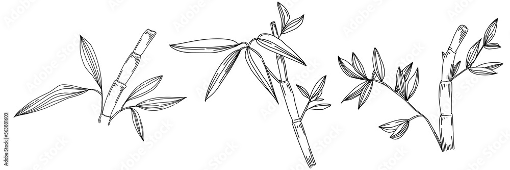 Bamboo plant by hand drawing sketch. Floral tattoo highly detailed in ...