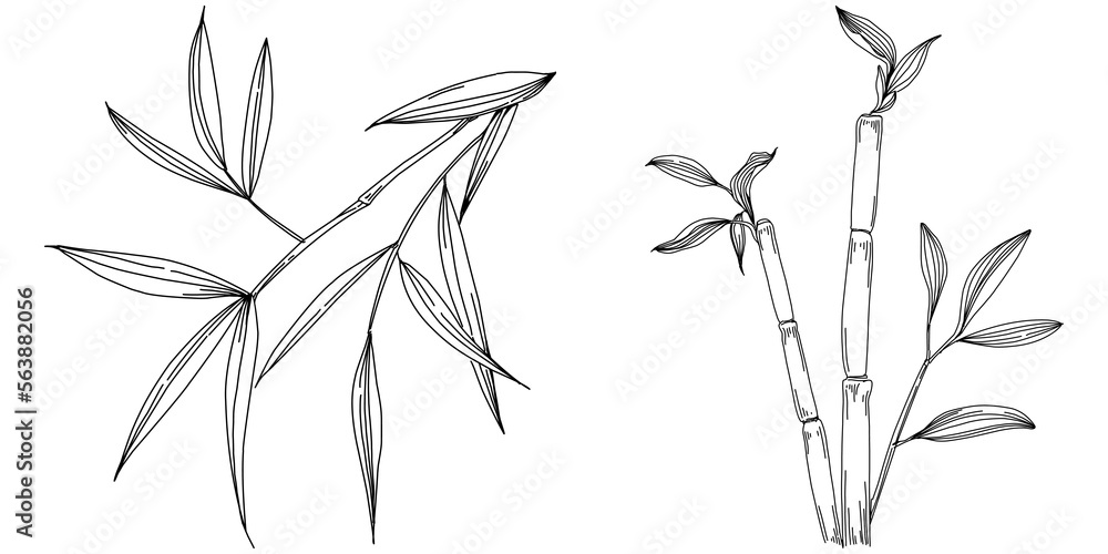 Bamboo plant by hand drawing sketch. Floral tattoo highly detailed in ...