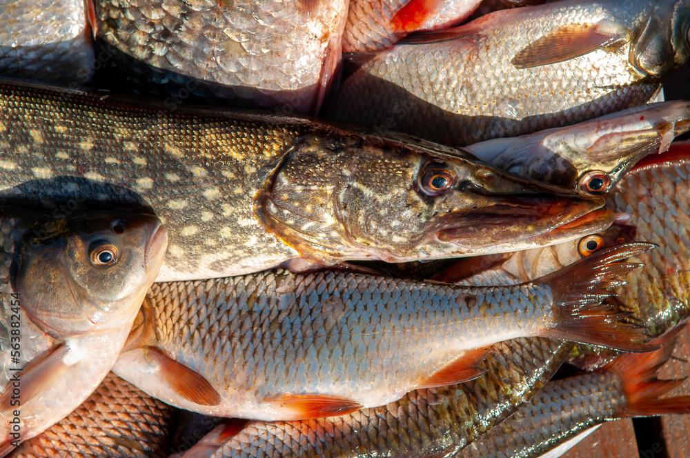 Lots of different fish caught in the boat. Fishing on the river in a ...