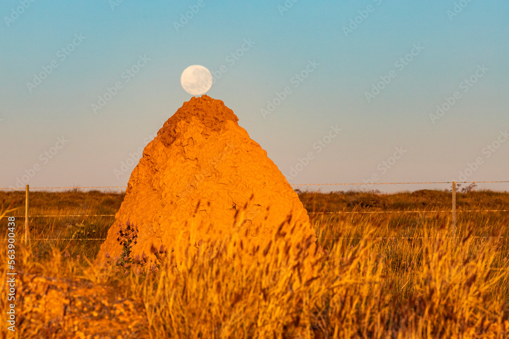 The moon hiding behind the termite mound during sunset in the ...