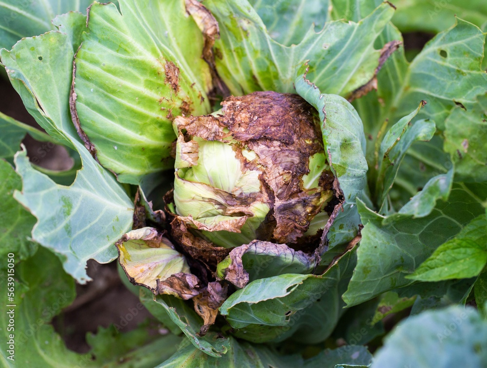 Rotting head of cabbage in the garden. Bacterial and fungal infections ...