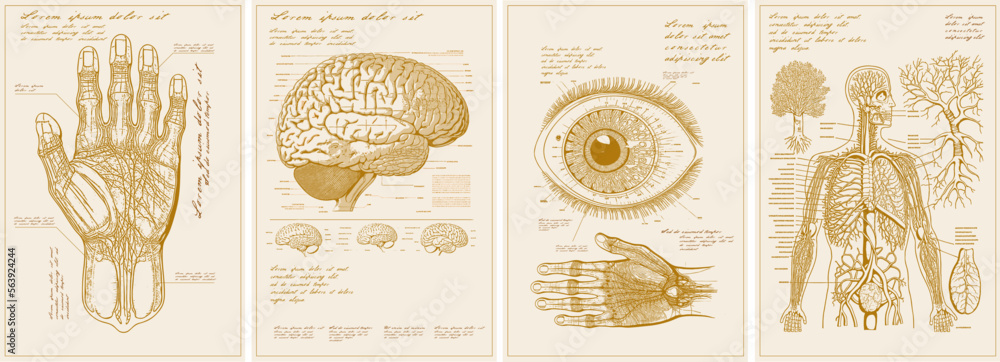 Vetor de Vintage anatomy posters. Infographics, human structure ...