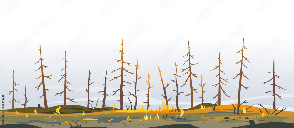 Burned forest spruces after fire nature background, nature disaster ...