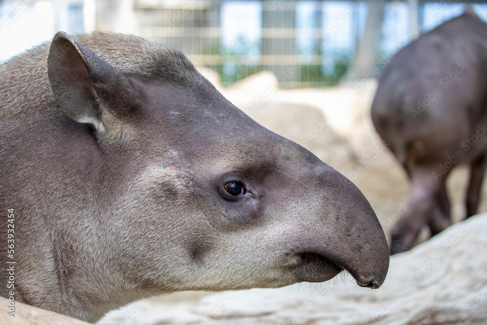 the closeup image of South American tapir (Tapirus terrestris), it is ...