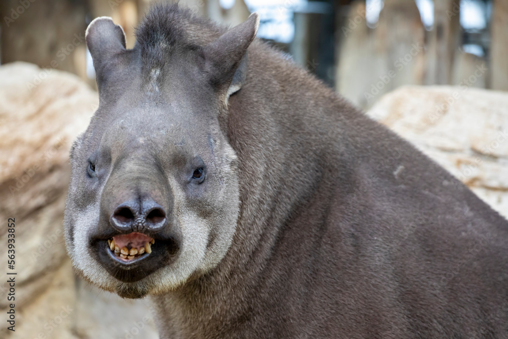 the closeup image of South American tapir (Tapirus terrestris), it is ...