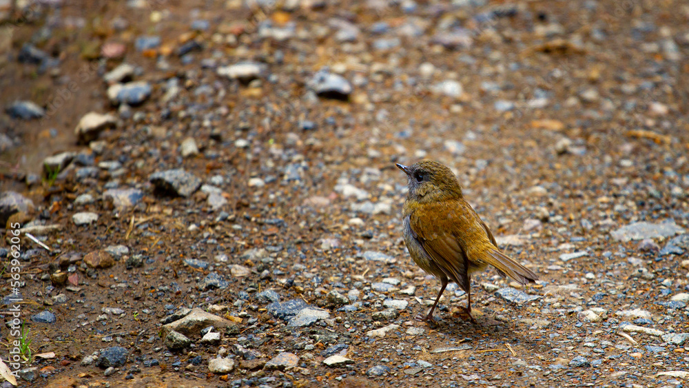 Beautiful endemic small little brown black billed nightingale thrush ...