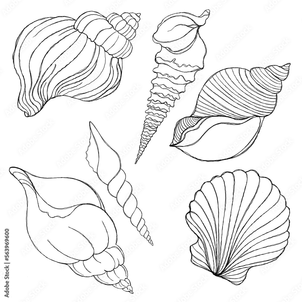 Line art illustration of a seashell on blue watercolor background ...